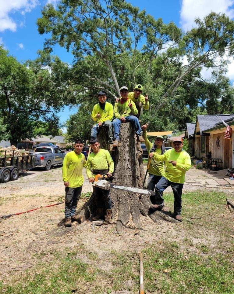 Boni's Tree Service and Stump Grinding - Top Rated Tree Service ...