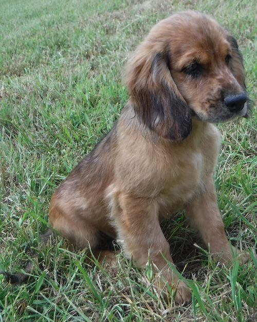 Available Adults | Dakota Sport Retrievers