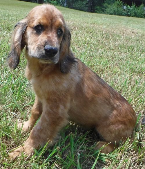 Available Adults | Dakota Sport Retrievers