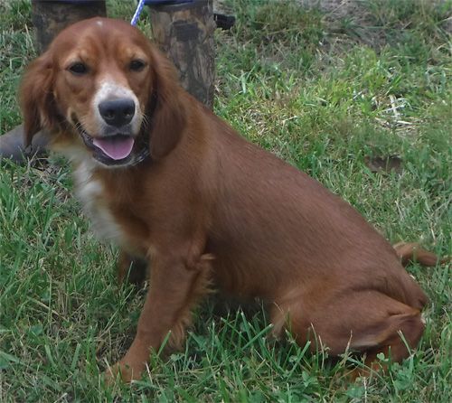 Available Adults | Dakota Sport Retrievers