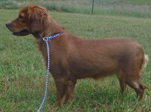 Available Adults | Dakota Sport Retrievers