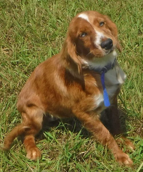 Our Females | Dakota Sport Retrievers
