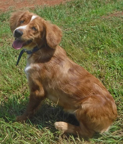 Our Females | Dakota Sport Retrievers