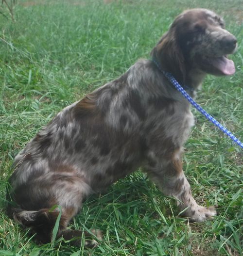 Available Adults | Dakota Sport Retrievers