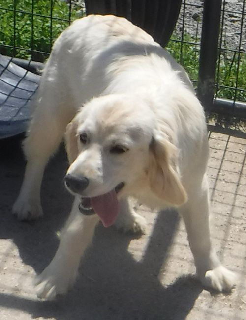 Our Females | Dakota Sport Retrievers