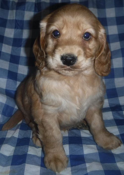 Our Females | Dakota Sport Retrievers