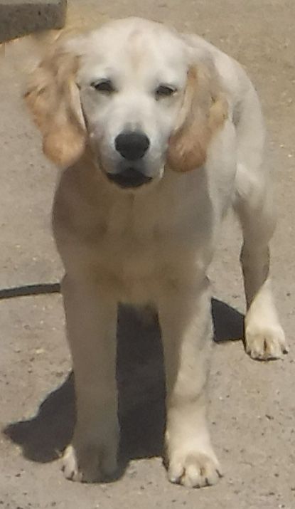 Our Females | Dakota Sport Retrievers