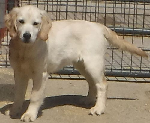 Our Females | Dakota Sport Retrievers