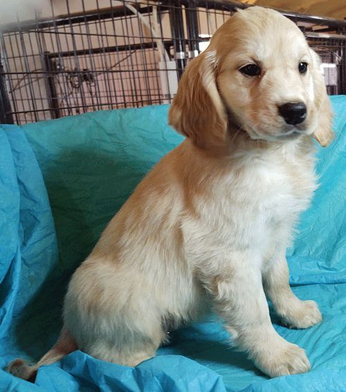 Our Females | Dakota Sport Retrievers