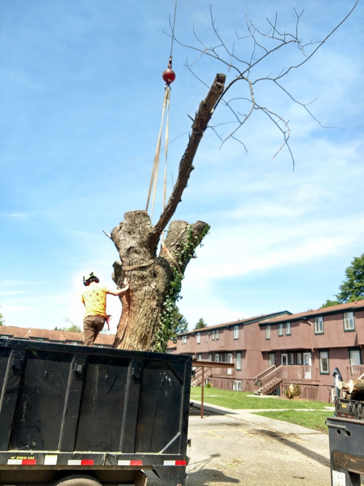 Crane-Assisted Tree Removal: Why It's the Best Way to Go