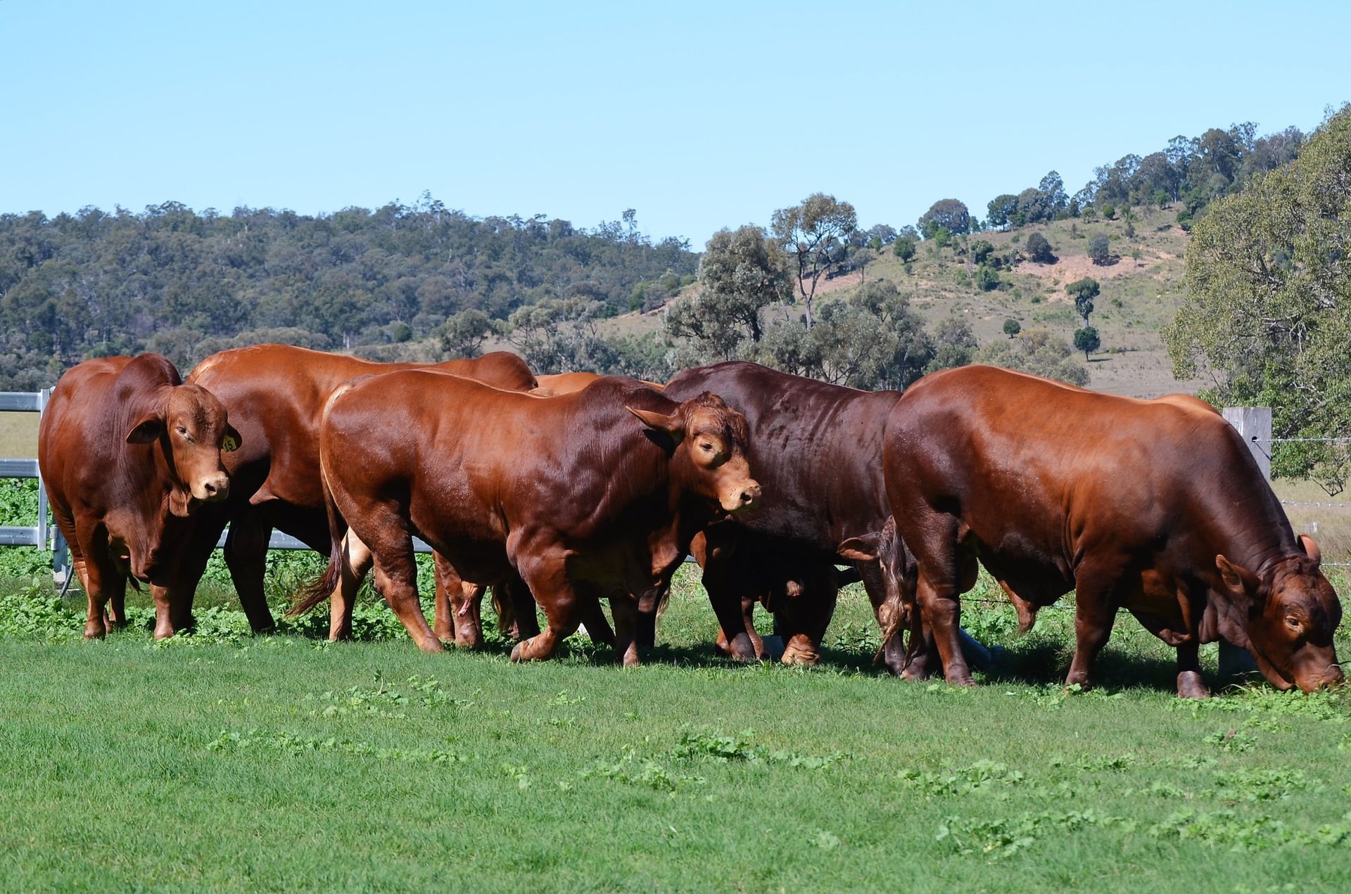 Redline Brangus - Eidsvold, QLD - Home