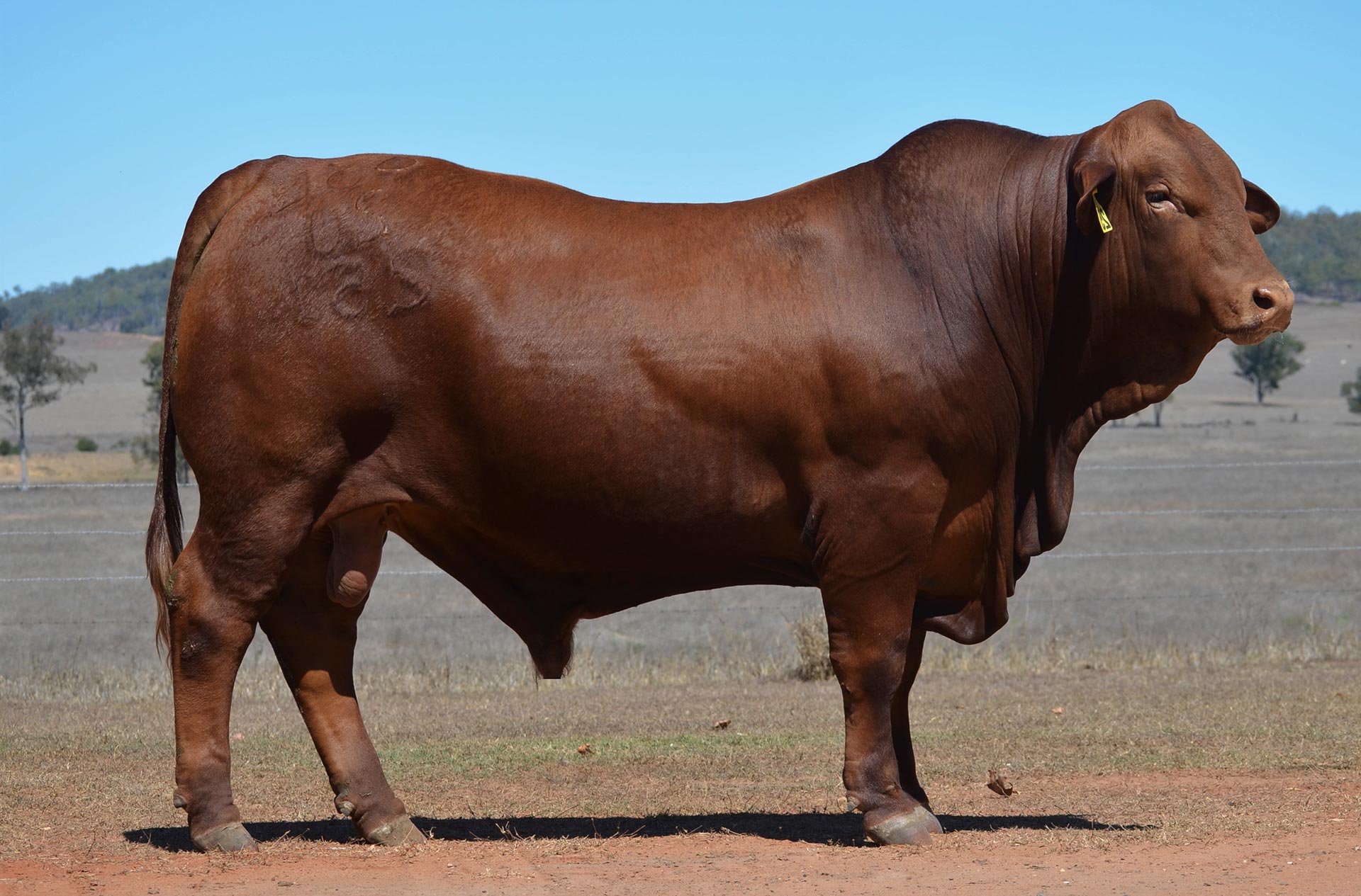 Redline Brangus sets a new Australian Record!