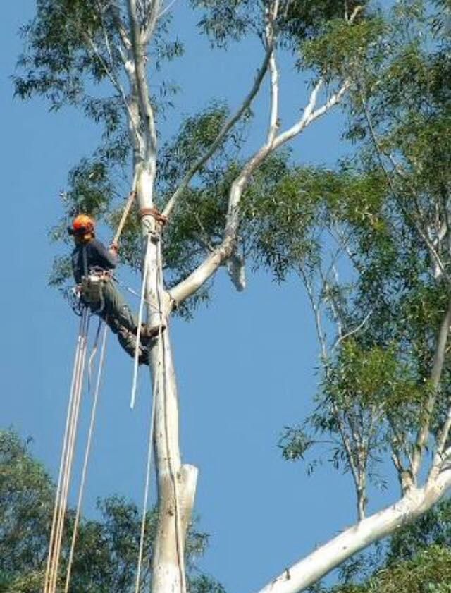 Tree Pruning in Wollongong | Dingo's Tree Services
