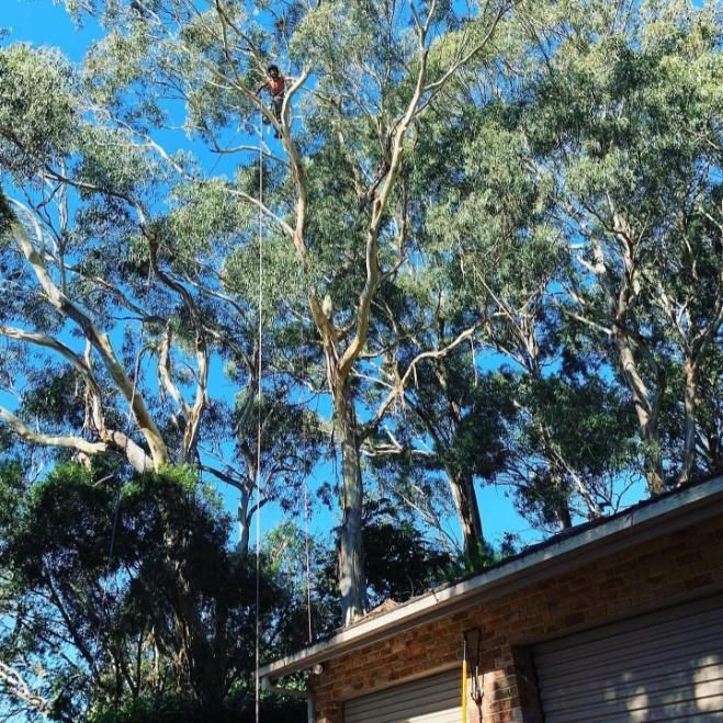Tree Pruning in Wollongong | Dingo's Tree Services