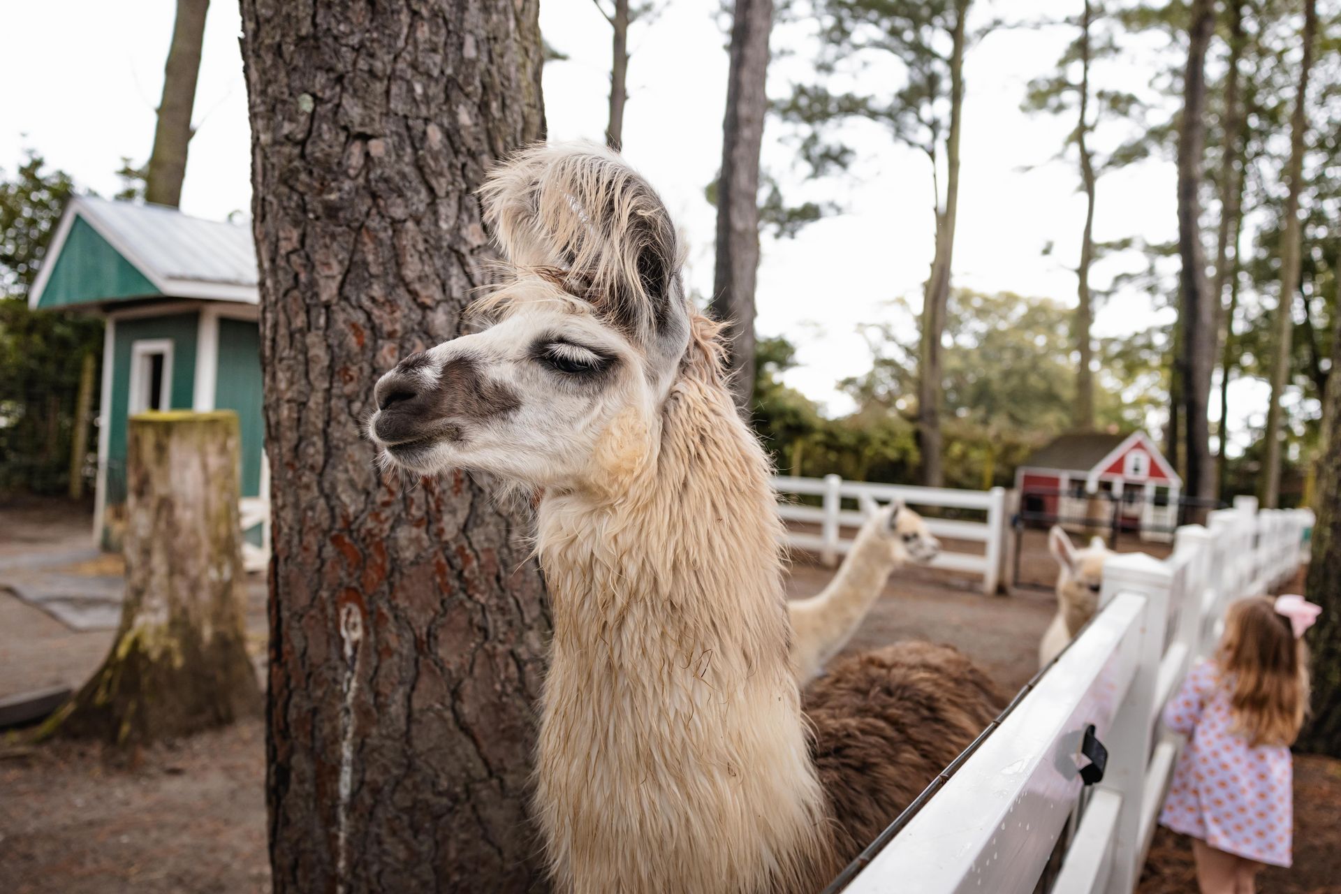 Petting Farm Virginia Beach, VA | Hunt Club Farm