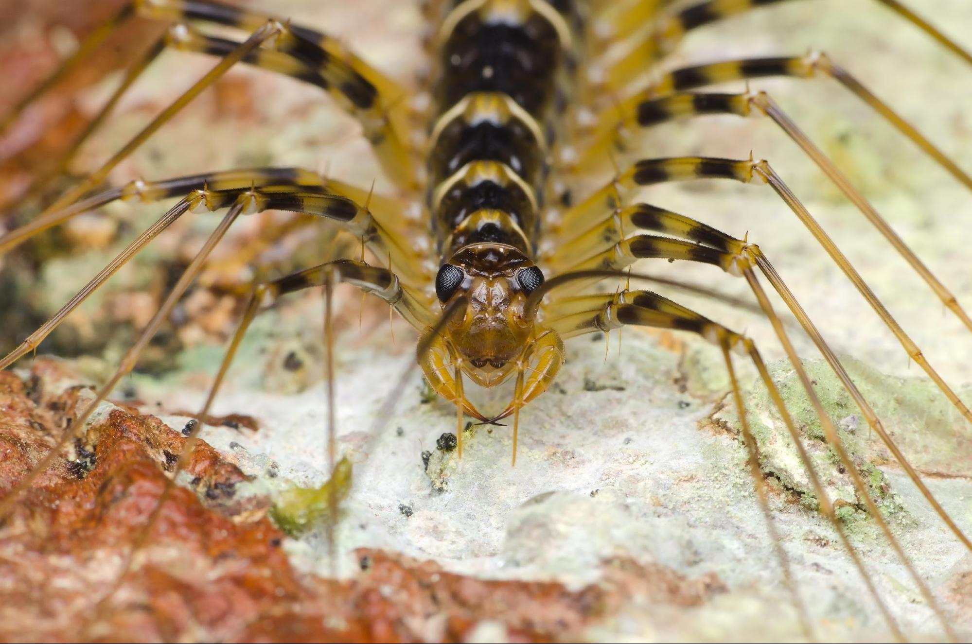 A Day In The Life Of A House Centipede In Lexington KY A Day In The Life Of A House Centipede In Lexington KY
