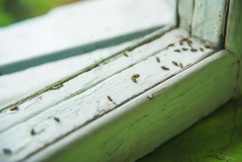 Keeping Your Home Free of Common Pests Near Lexington, KY