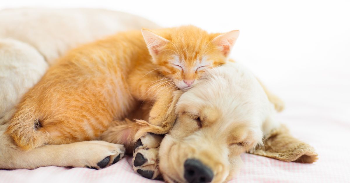 Does Your Pet Need Health Insurance?
