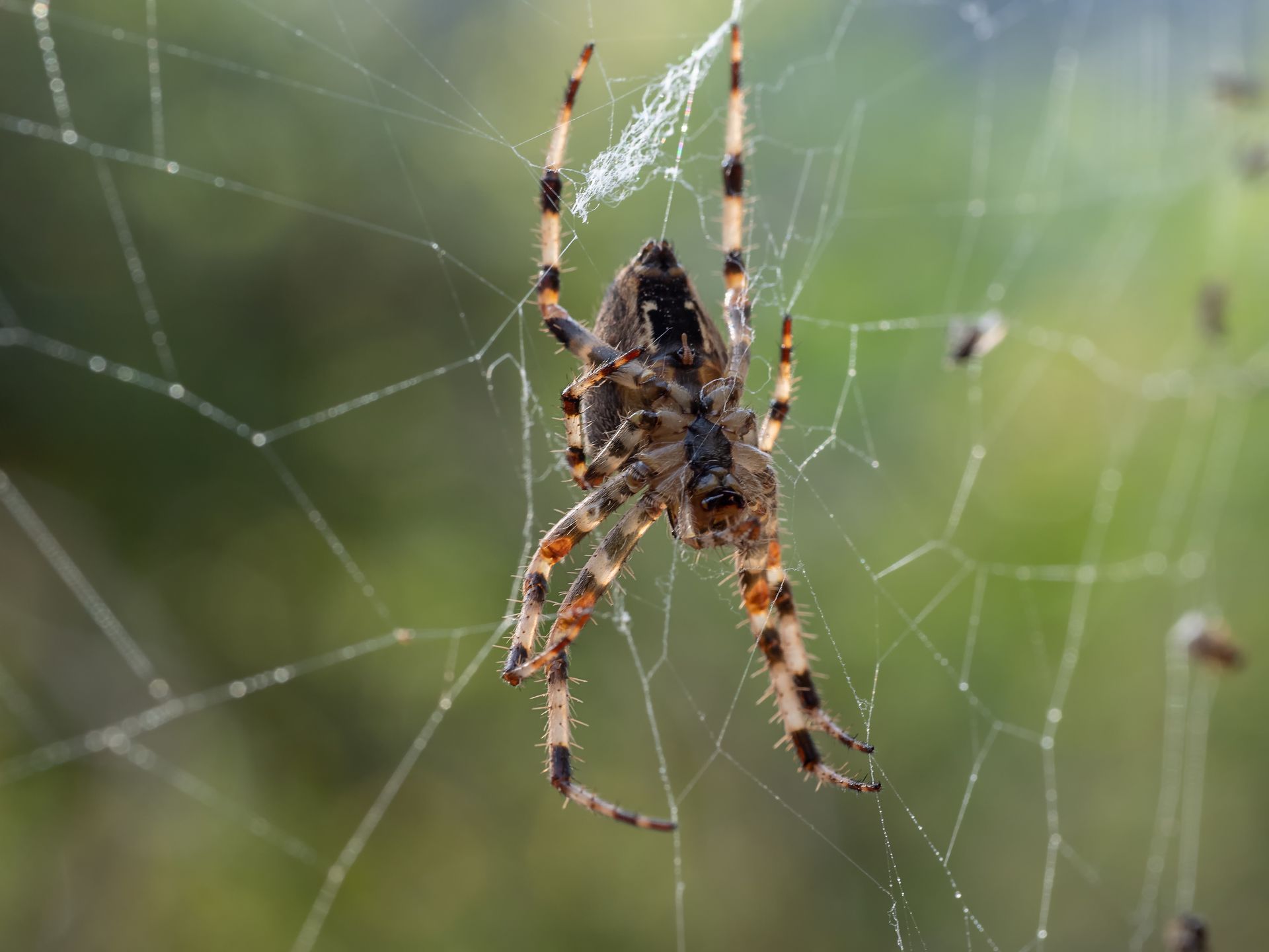 How Aurora’s Changing Weather Affects Spider Activity This Autumn