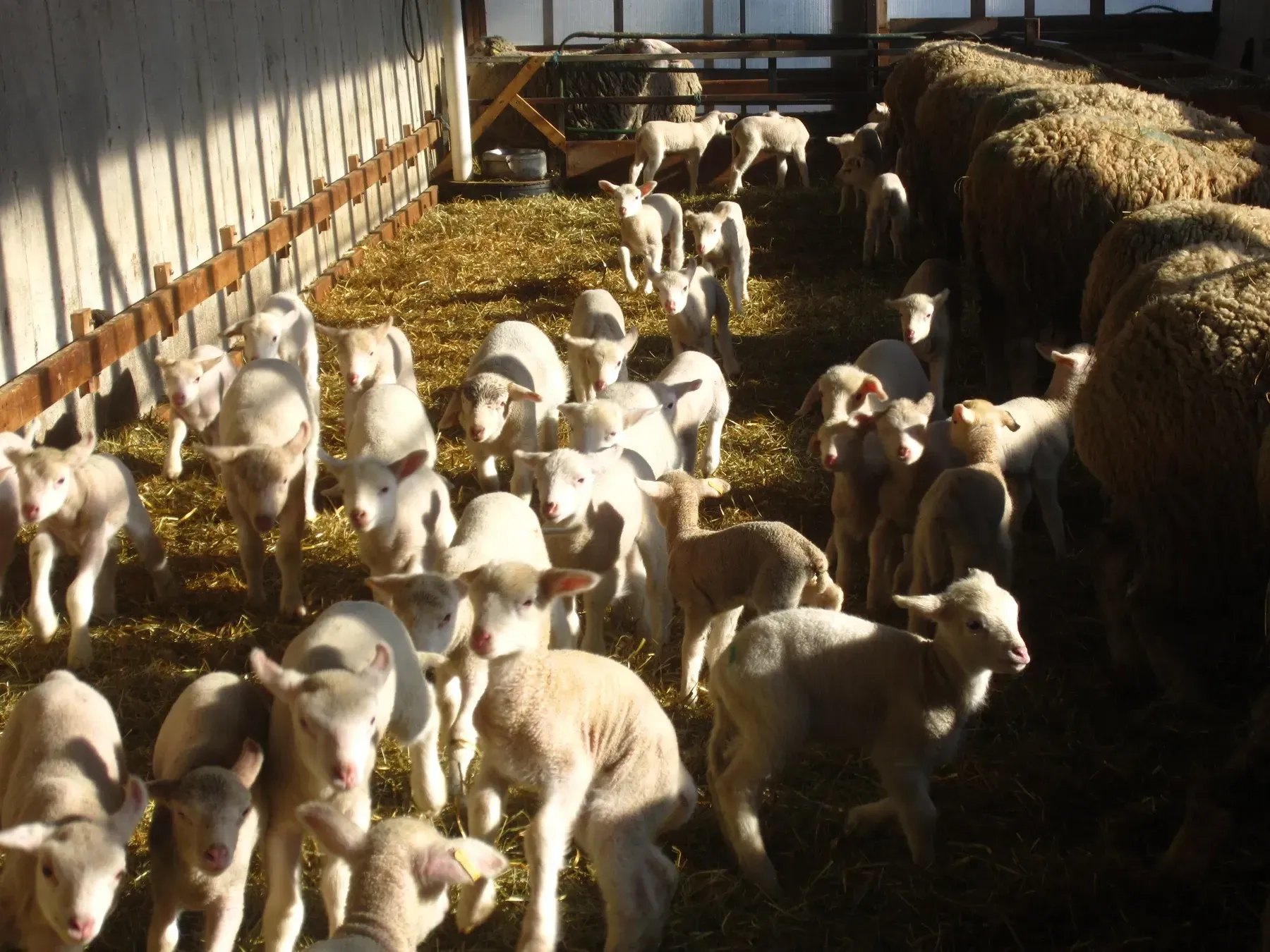 Premium Grass-Fed Lamb | Cedar Brook Farm