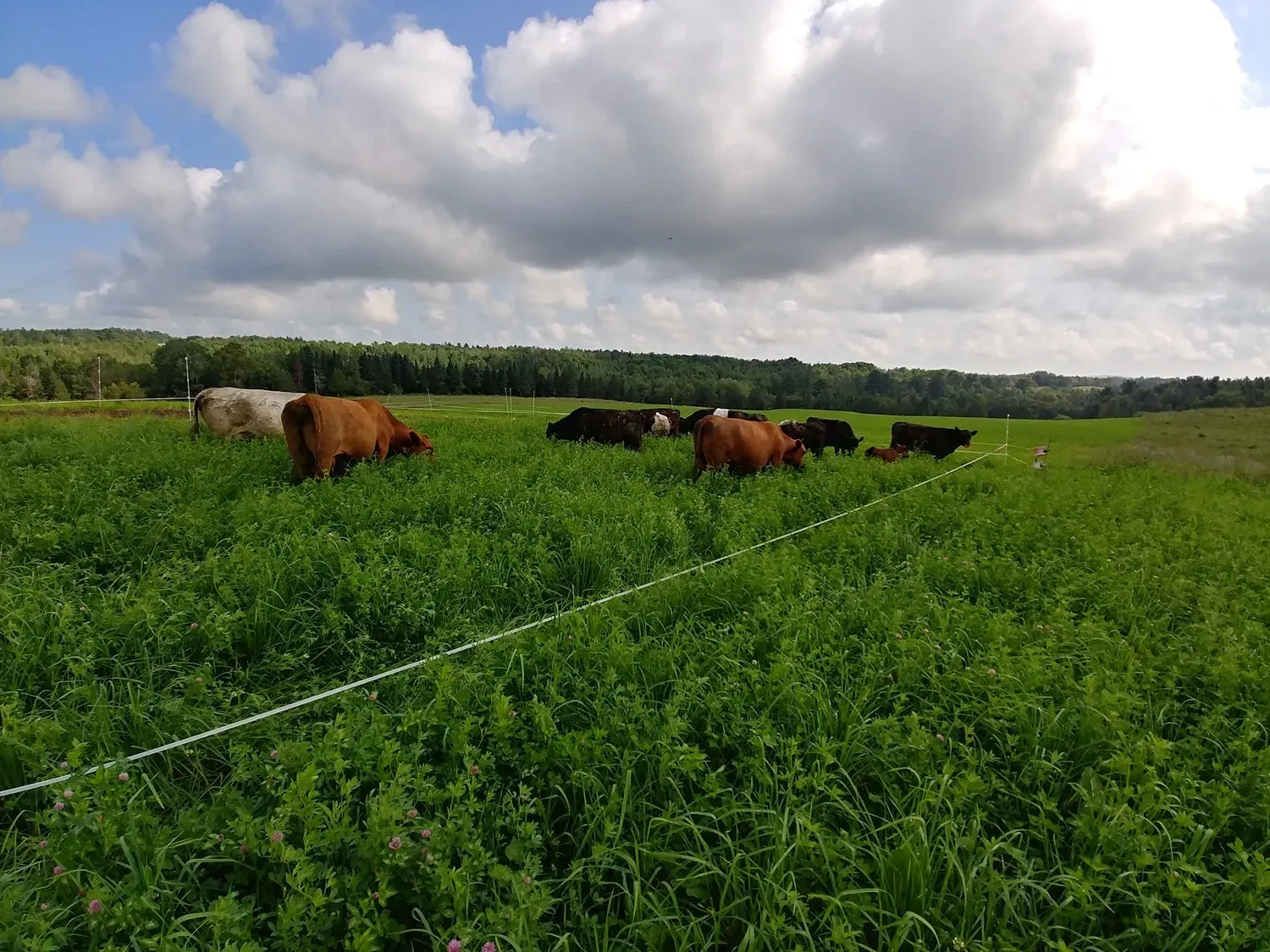 Grass-Fed Meat from Our Farm | Cedar Brook Farm