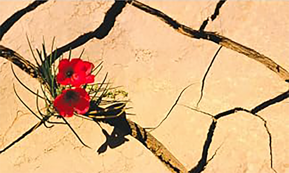 Exploring Benedictine Wisdom for Living with Illness