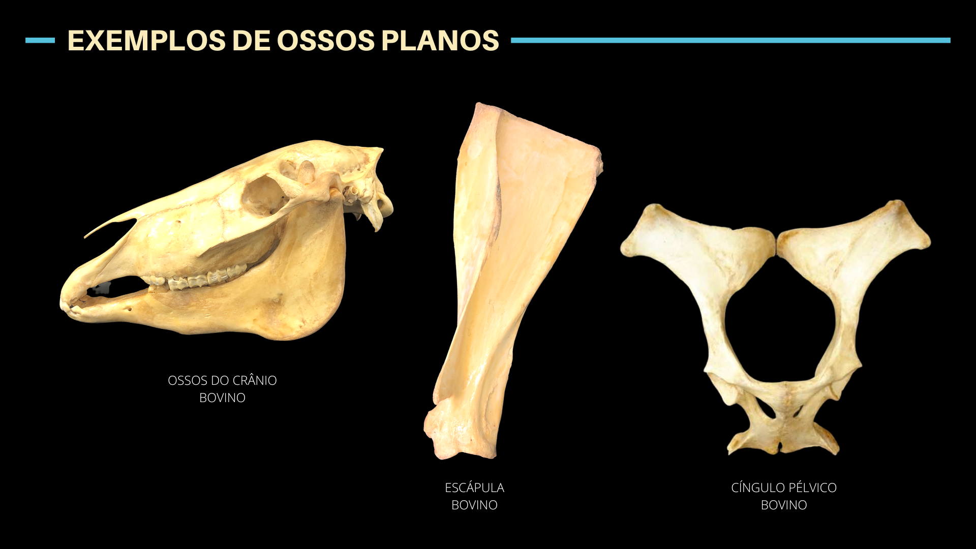 Estudo de Anatomia Comparada - Medicina Veterinária - Estácio Niterói