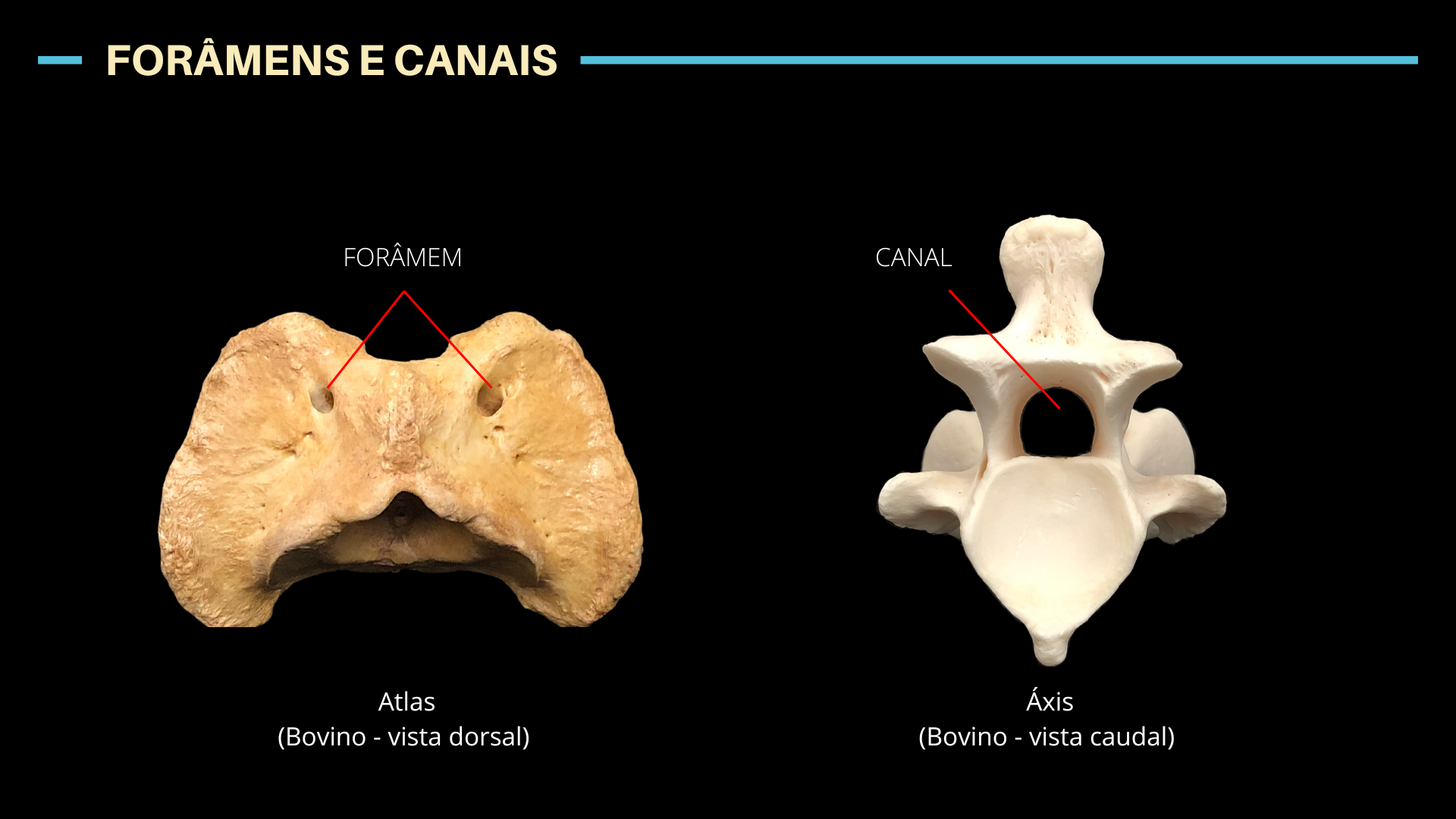 Estudo de Anatomia Comparada - Medicina Veterinária - Estácio Niterói