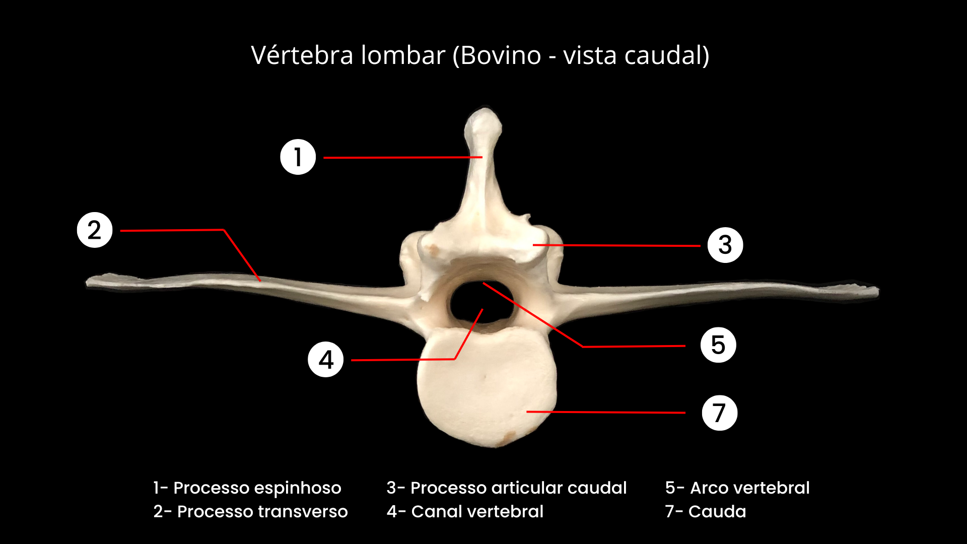 Estudo de Anatomia Comparada - Medicina Veterinária - Estácio Niterói