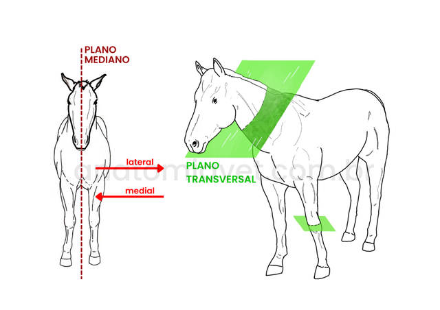 Planos Do Corpo Animal