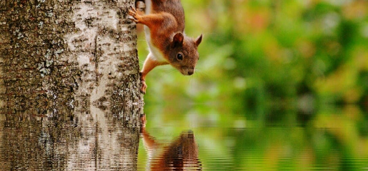 Learning from a Squirrel