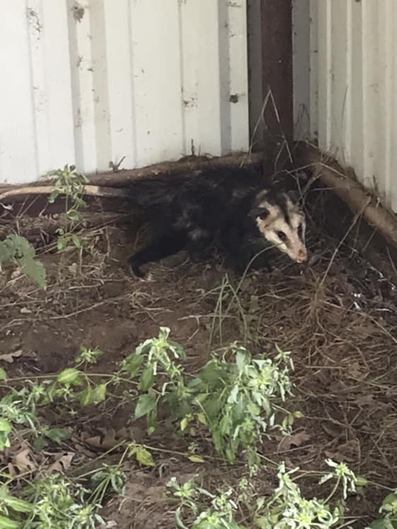 Pest & Termite Control | Comanche, TX | Akin Pest Control & Lawn Care