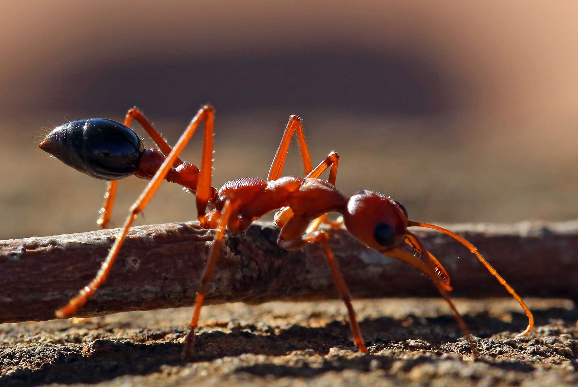 3 Rivers Pest Control - Batemans Bay, NSW - Gallery