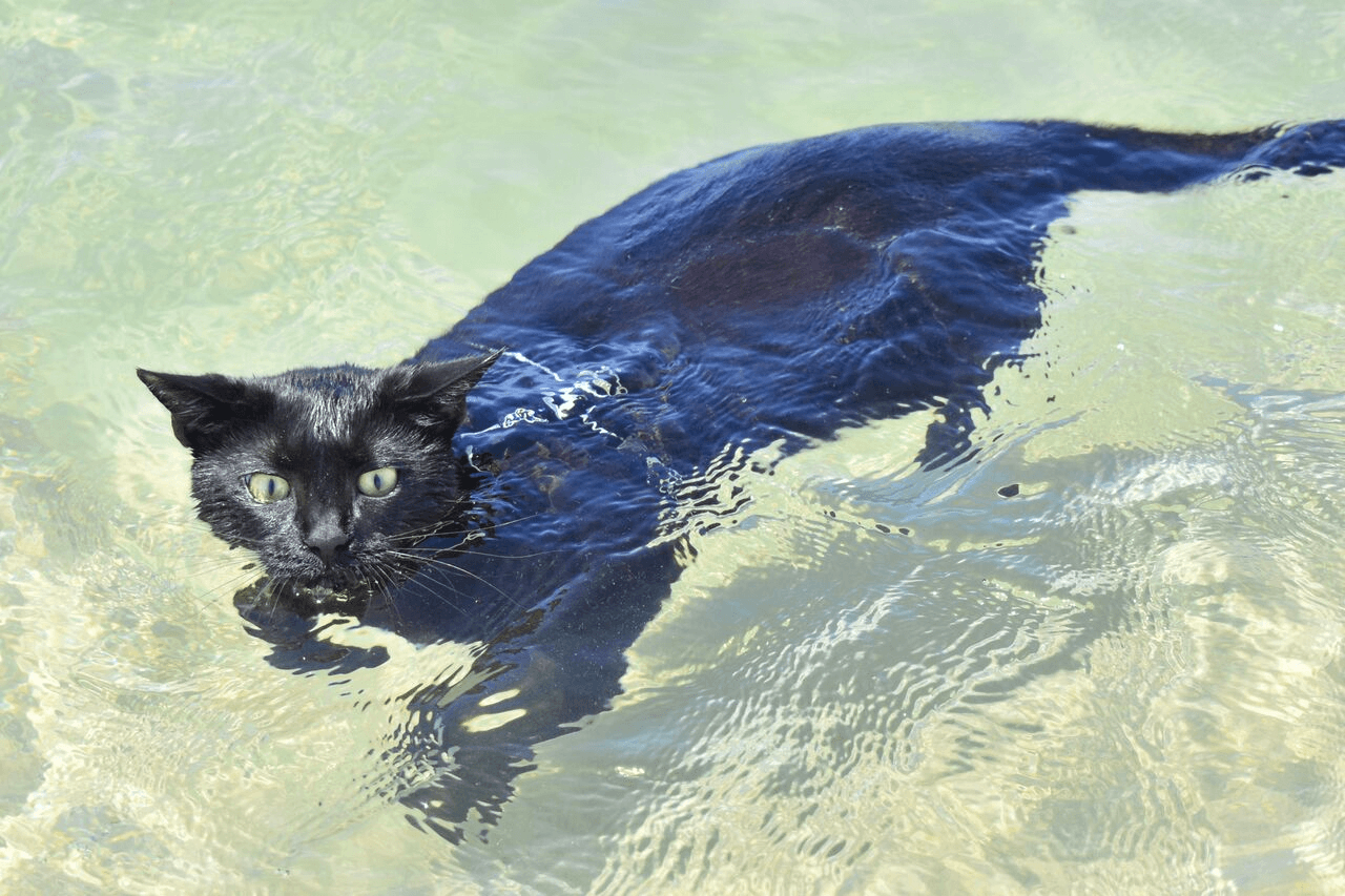 Nathan the Beach Cat - Stories Pics and Products - Purina Tidy Pets