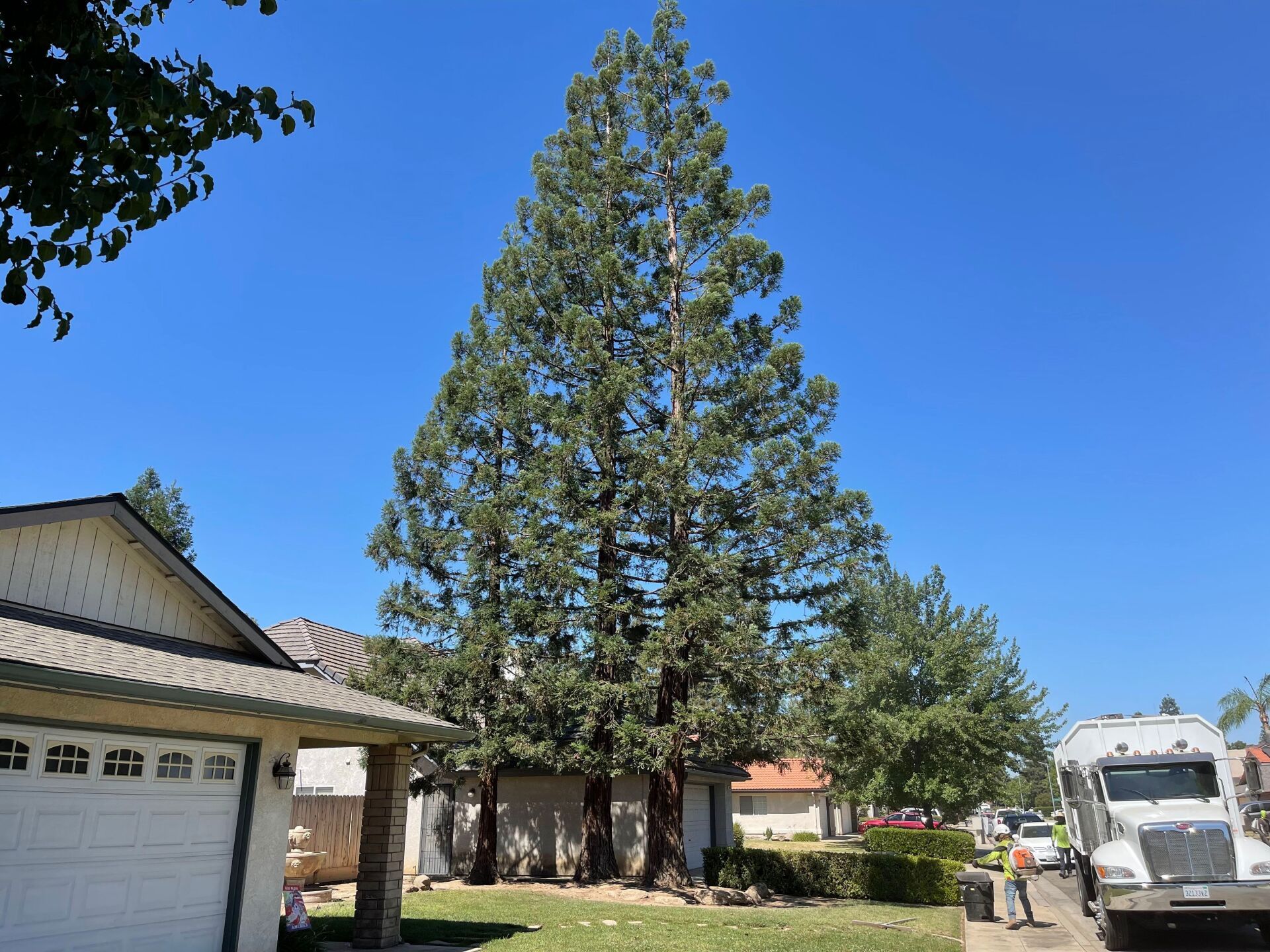 Tree Trimming Fresno CA Fresno Tree Trimming Travis Tree Service