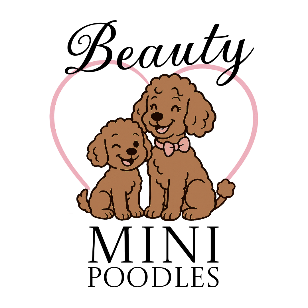 Beauty Mini Poodles | Lovingly Raised, Beautifully Bred