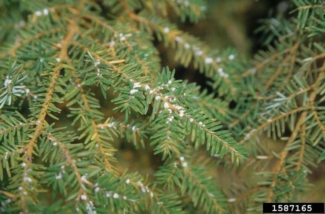 Invasive Species In Michigan Report Names The Top 10 Invasive Species