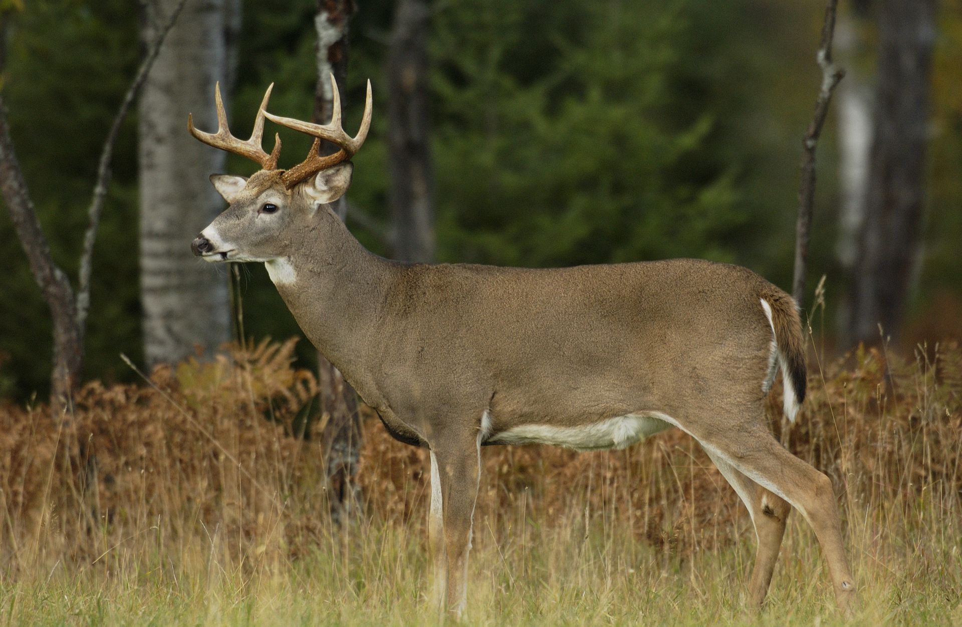 Chronic Wasting Disease (CWD) Testing in Michigan