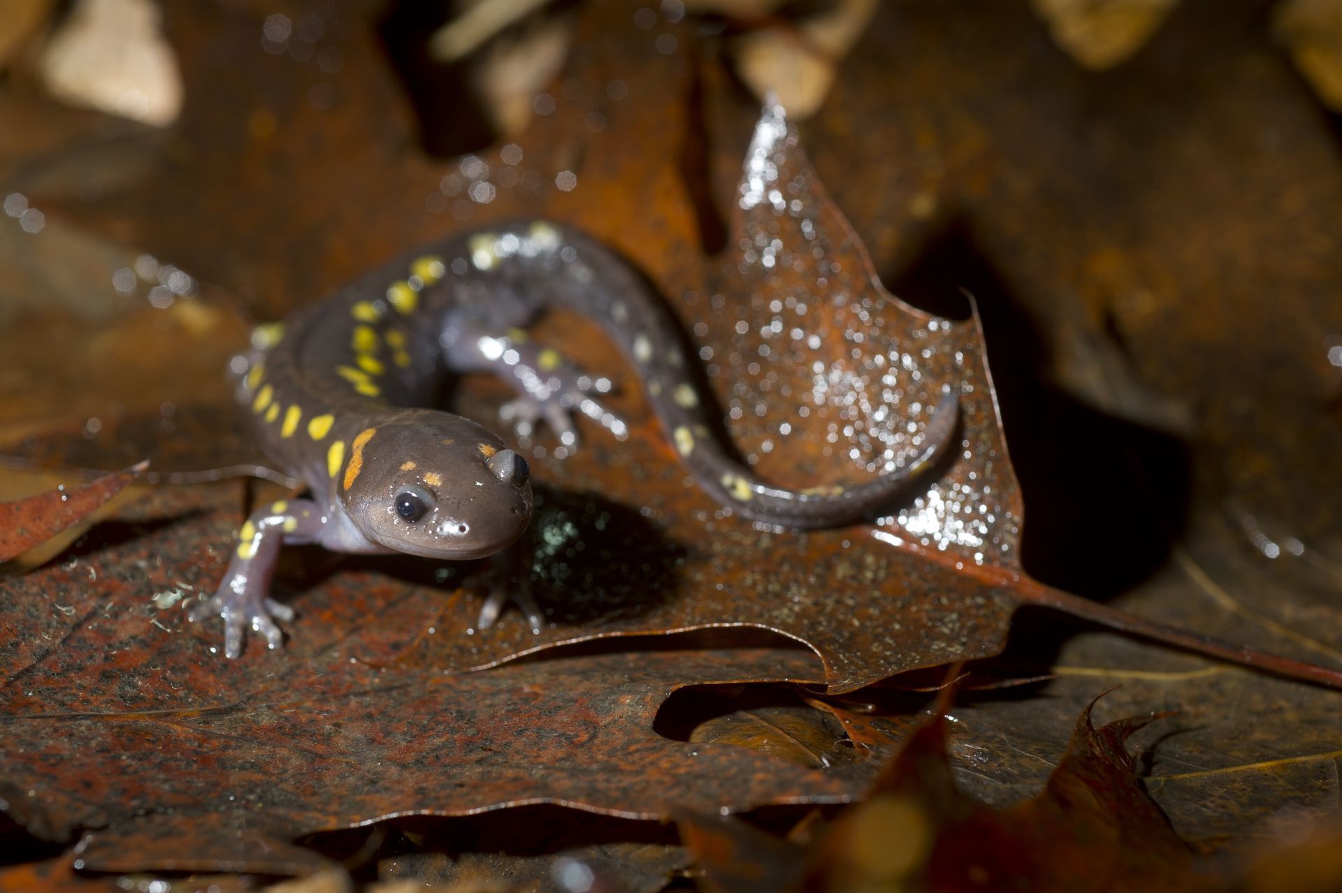 Vernal Pools: Learn More About These Important Wetlands