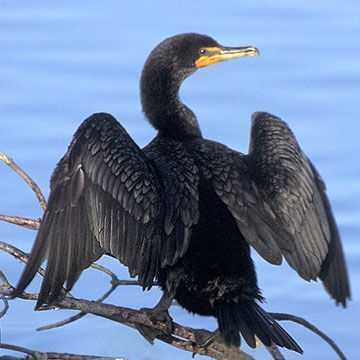 USFWS Seeking Public Comment on Cormorant Control