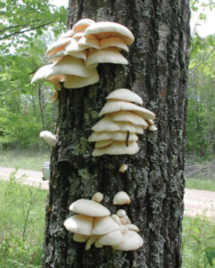White Mushroom In Michigan Mushroom Foraging In Michigan