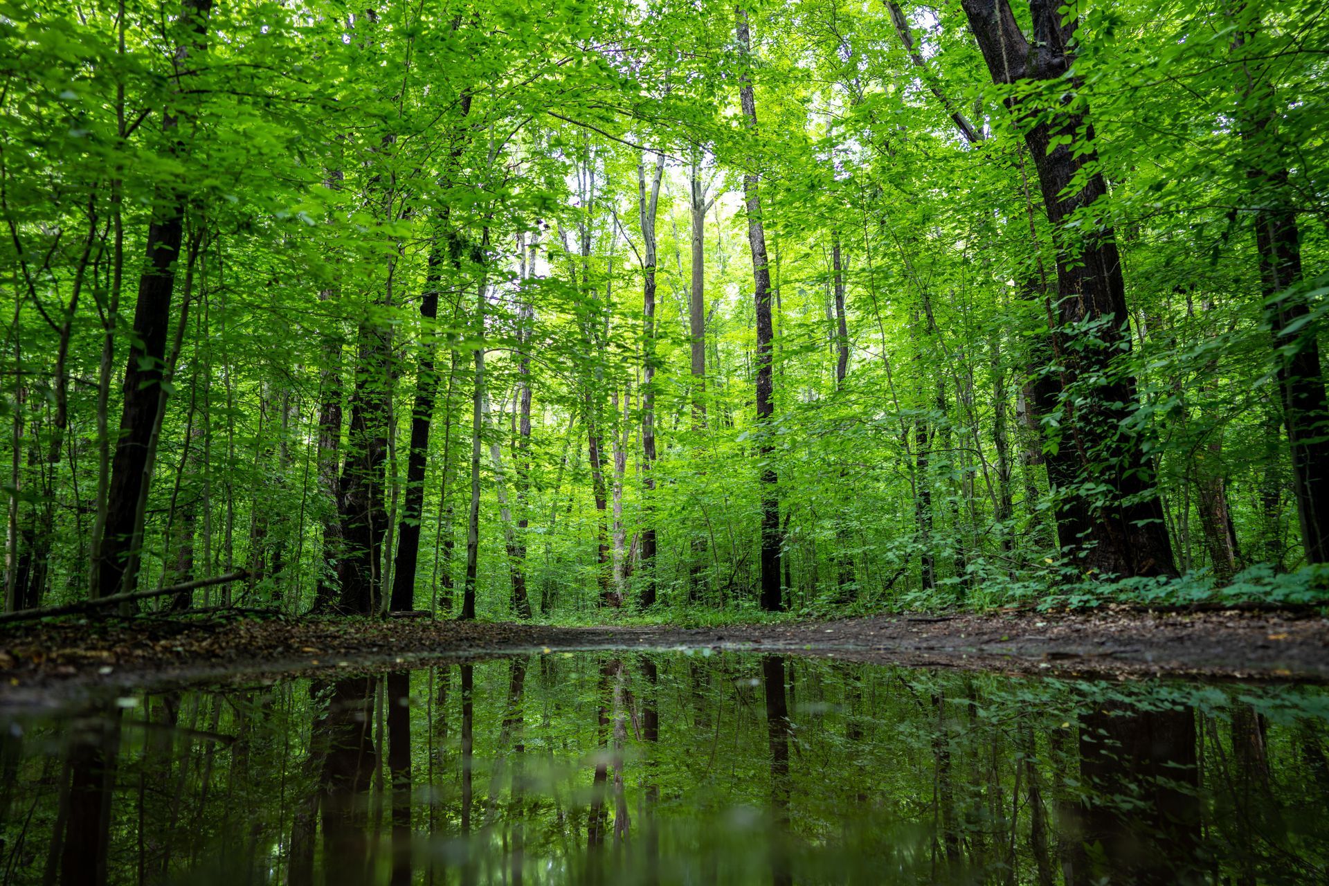 Vernal Pools: Learn More About These Important Wetlands