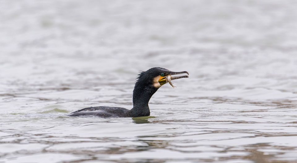 USFWS Finalizes Cormorant Control Permits