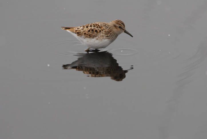 Early Spring Migrators in Michigan
