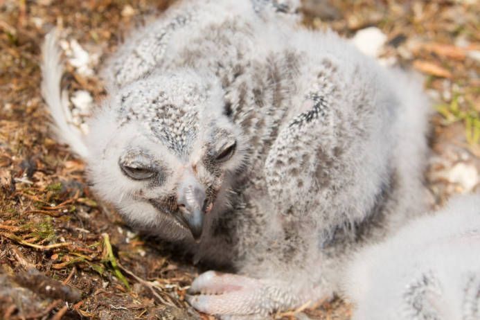 Species Spotlight: The Rusty Snowy Owl