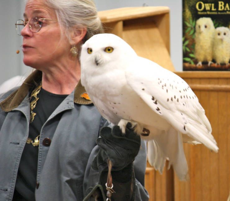 Species Spotlight: The Rusty Snowy Owl