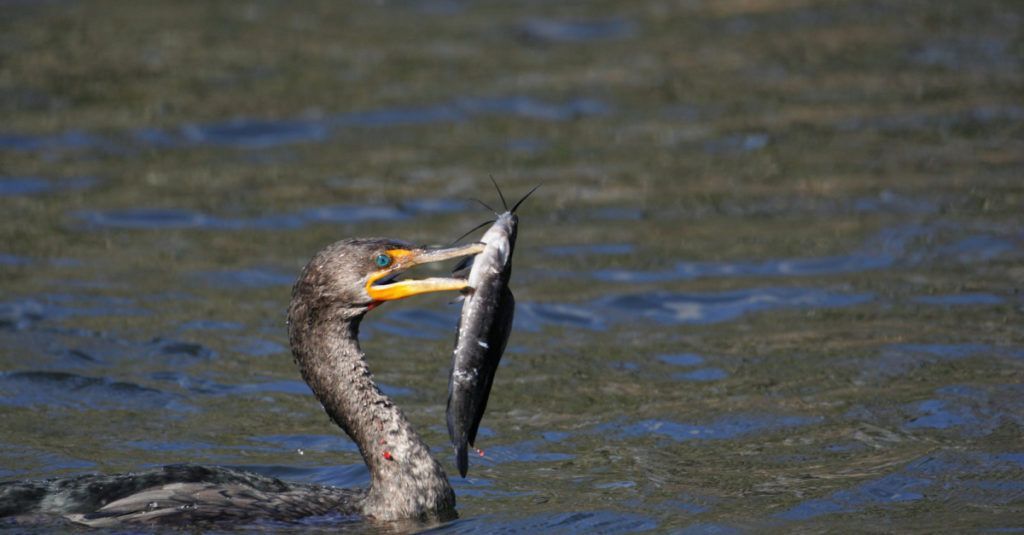 Lethal cormorant control permits approved for Michigan, helps set ...