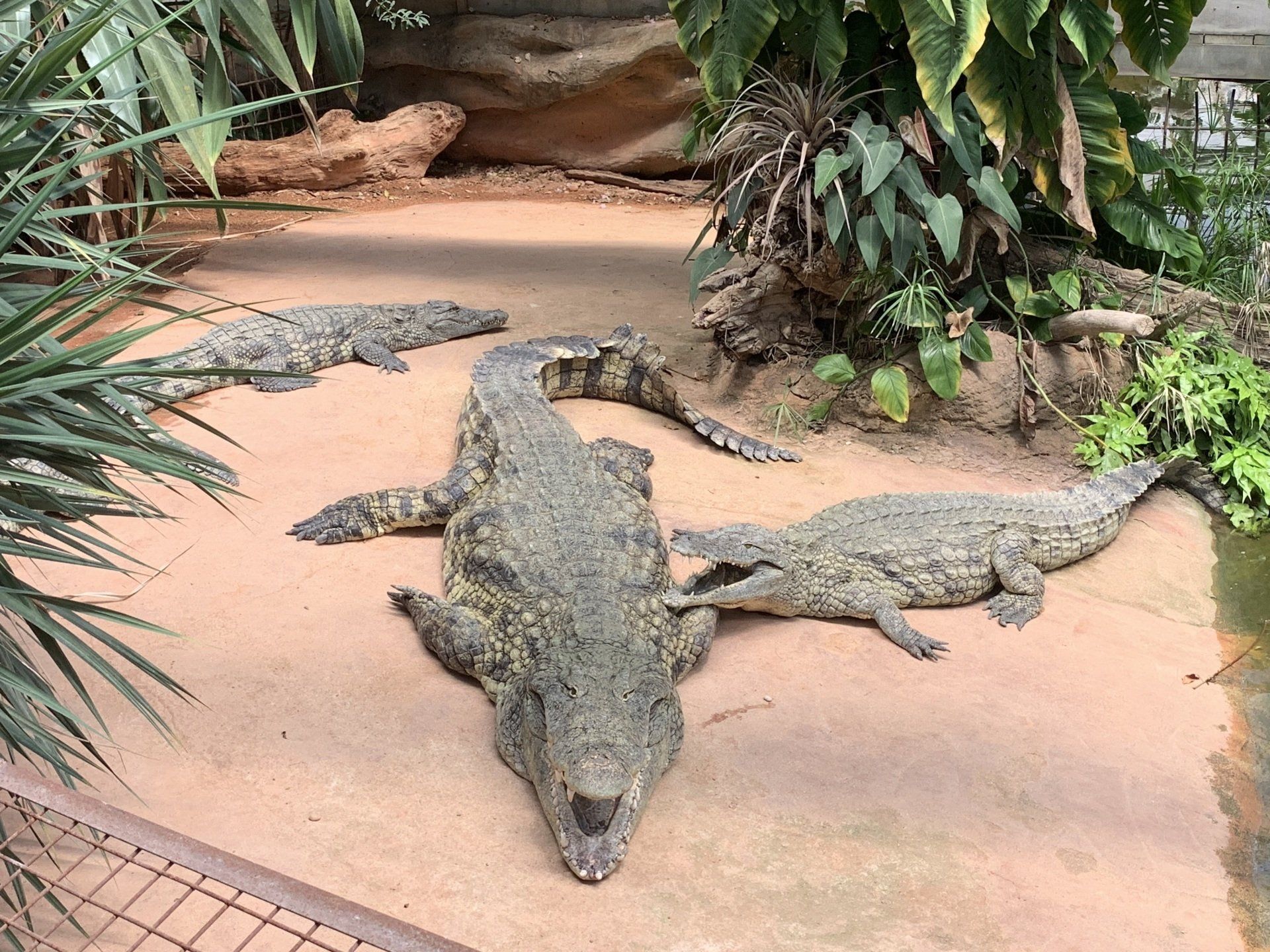 La ferme aux crocodiles