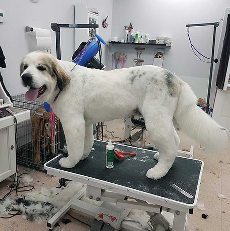 Home | 4 Paws Grooming