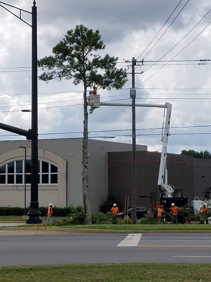 Tree Services Gallery | Hall's Tree Service | Auburn, Dadeville ...